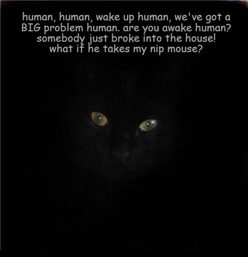 Big problem - Lolcats - lol | cat memes | funny cats | funny cat ...