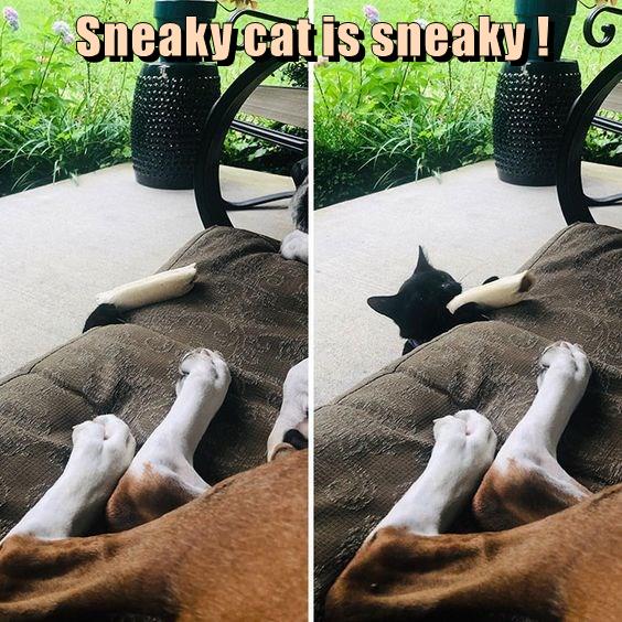 Sneaky cat is sneaky ! - Lolcats - lol | cat memes | funny cats | funny ...