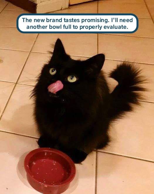 Taste test is ongoing - Lolcats - lol | cat memes | funny cats | funny ...