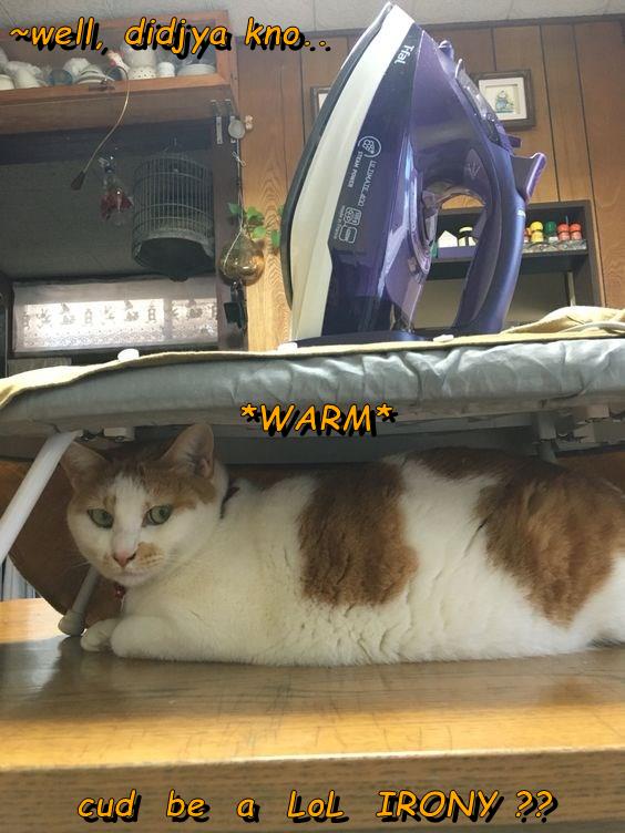 The IRONY - Lolcats - lol | cat memes | funny cats | funny cat pictures ...