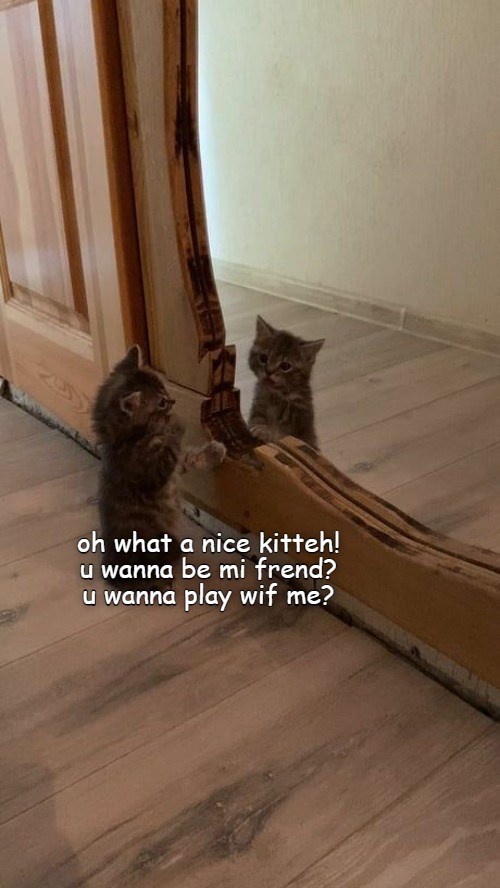 !hettik ecin a tahw ho - Lolcats - lol | cat memes | funny cats | funny ...