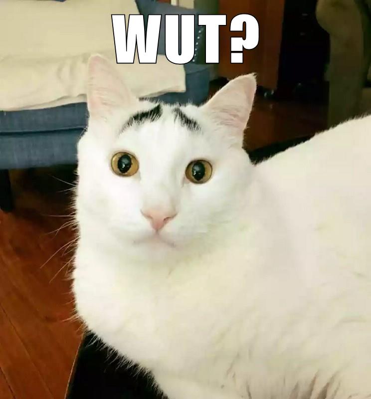 WUT? - Lolcats - lol | cat memes | funny cats | funny cat pictures with words on them | funny ...