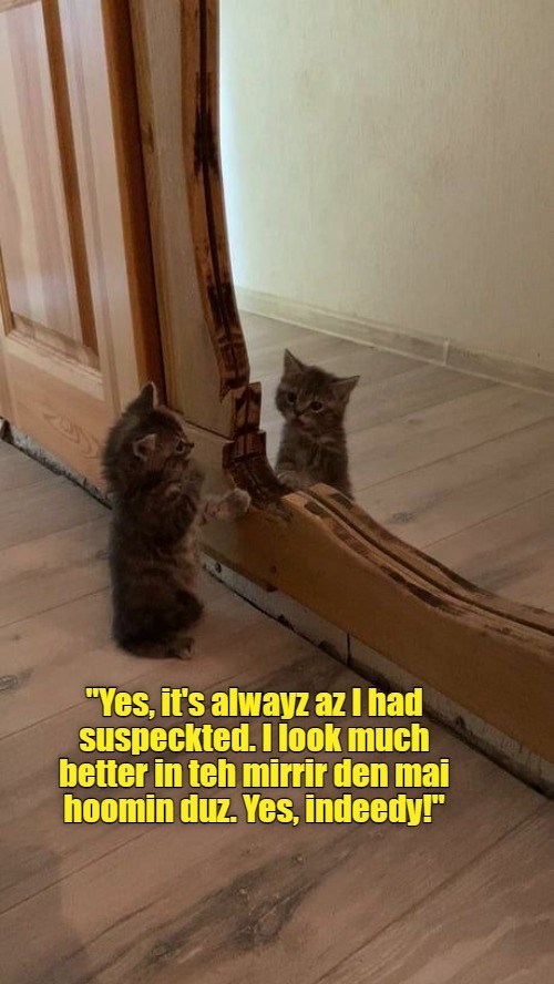 Muffy confirms her well founded speculation! - Lolcats - lol | cat ...