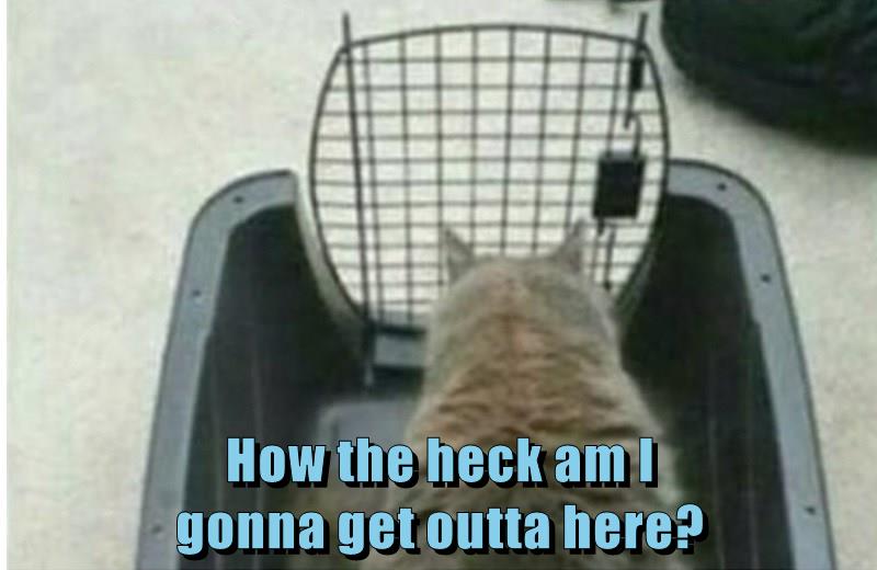 How the heck - Lolcats - lol | cat memes | funny cats | funny cat ...