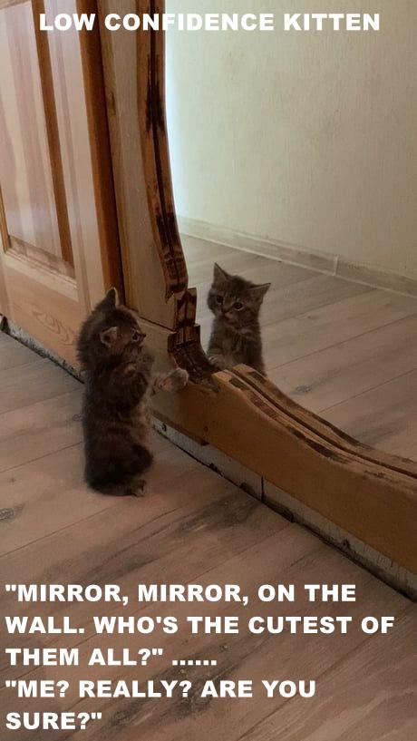 LOW CONFIDENCE KITTEN - Lolcats - lol | cat memes | funny cats | funny ...