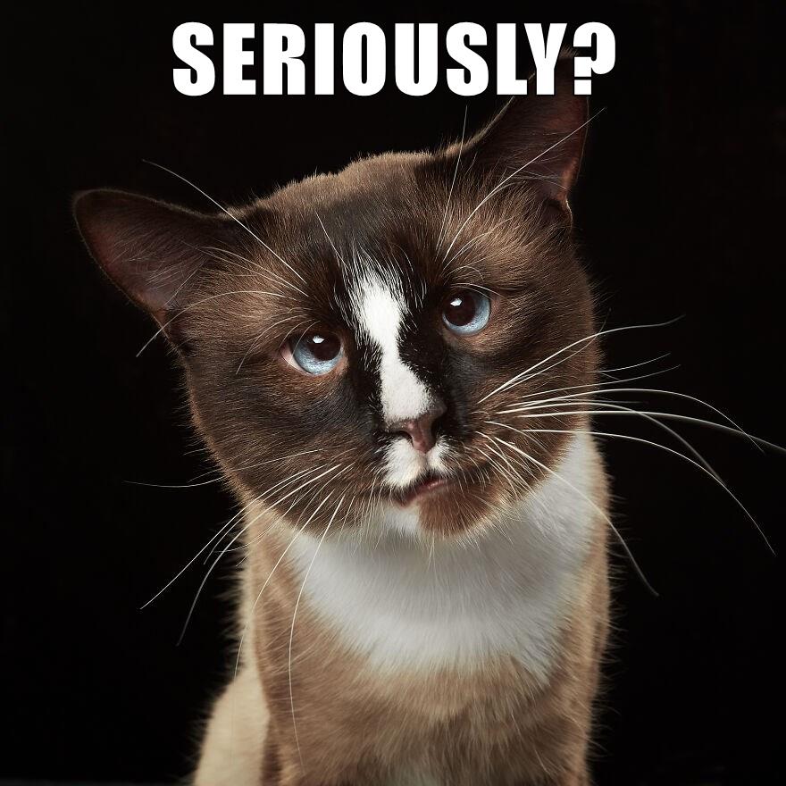 SERIOUSLY? - Lolcats - lol | cat memes | funny cats | funny cat ...