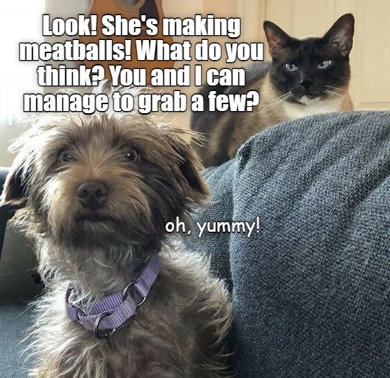 partners in crime - Lolcats - lol | cat memes | funny cats | funny cat ...