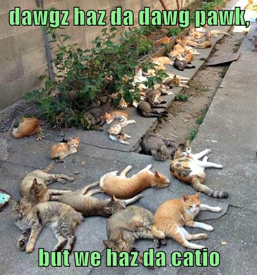 Da catio - Lolcats - lol | cat memes | funny cats | funny cat pictures ...