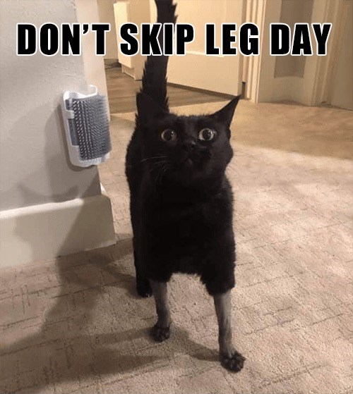 Going to the Gym for a Workout - Lolcats - lol | cat memes | funny cats ...