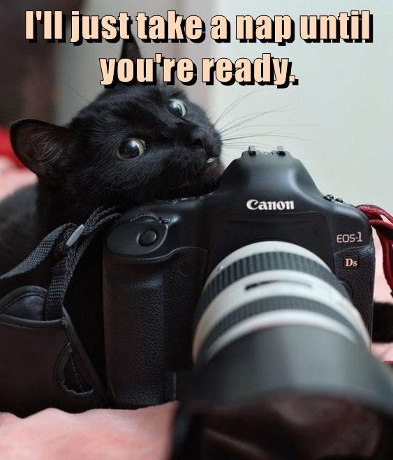 I'll just take a nap until you're ready. - Lolcats - lol | cat memes ...