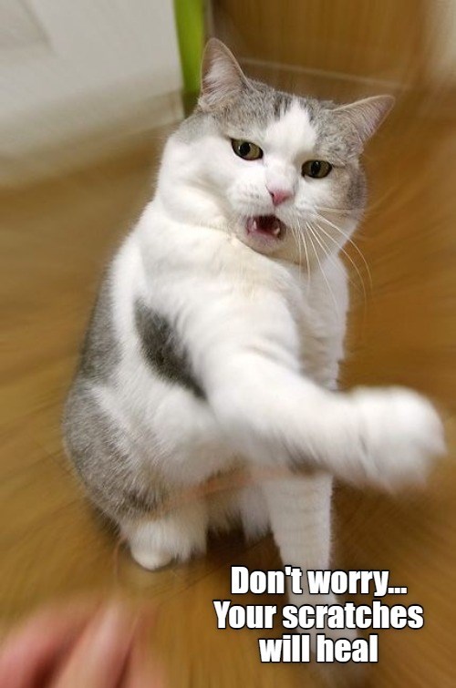 Don't Touch Me! - Lolcats - lol | cat memes | funny cats | funny cat ...