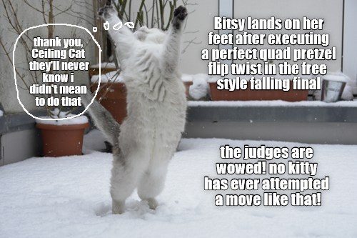 The Falling Final - Lolcats - lol | cat memes | funny cats | funny cat ...