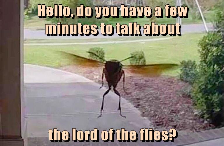 Hello - Animal Comedy - Animal Comedy, funny animals, animal gifs