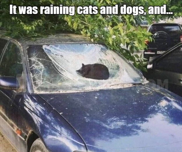 Hella Hail - Lolcats - lol | cat memes | funny cats | funny cat ...