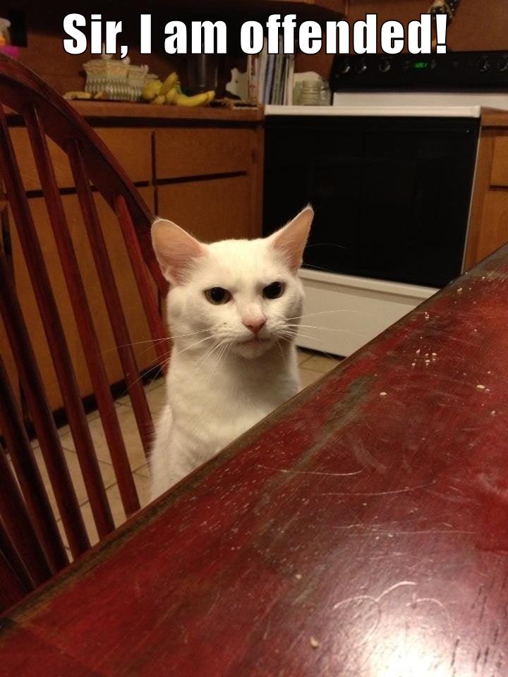 Sir, I am offended! - Lolcats - lol | cat memes | funny cats | funny ...