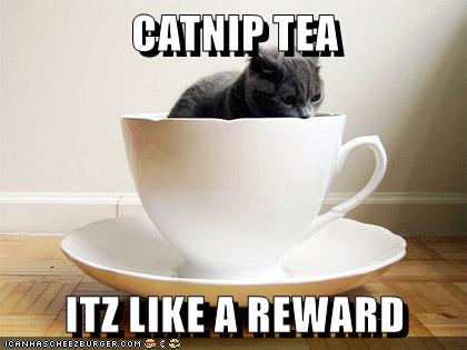 CATNIP TEA - Lolcats - lol | cat memes | funny cats | funny cat ...
