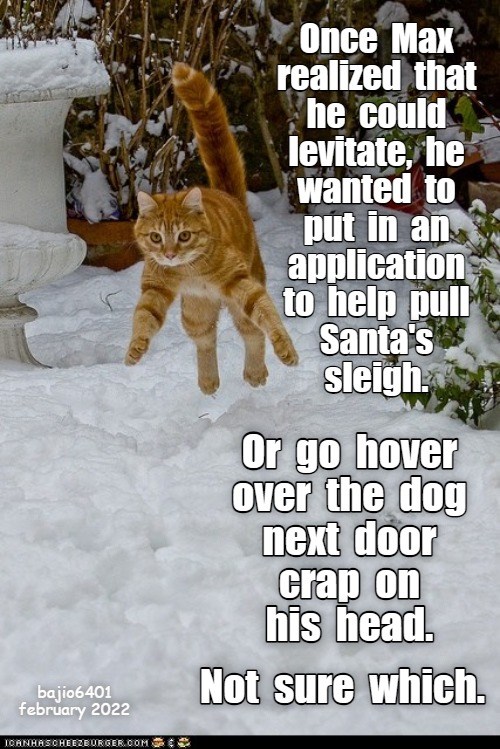 DECISIONS, DECISIONS - Lolcats - lol | cat memes | funny cats | funny ...