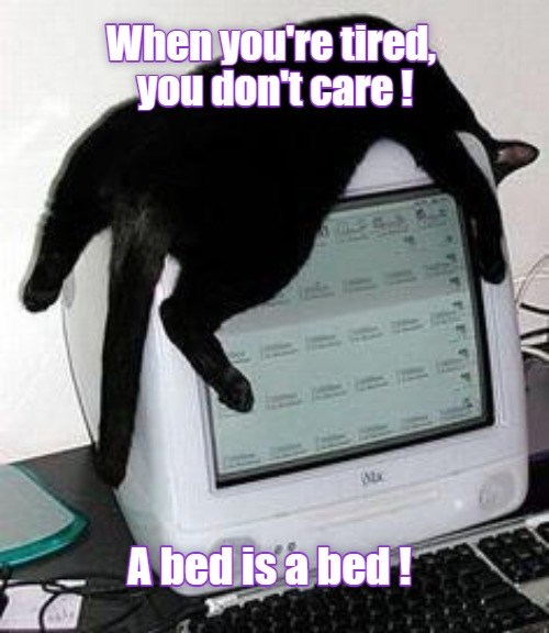 Too much activity at 4am. - Lolcats - lol | cat memes | funny cats ...