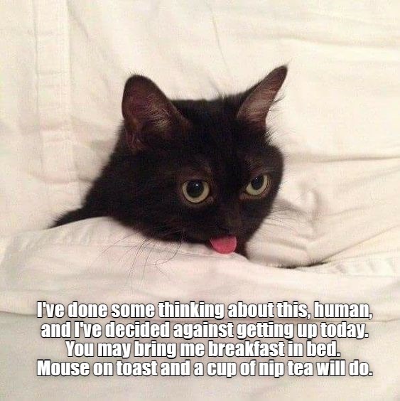 Make sure the mouse is fresh! - Lolcats - lol | cat memes | funny cats ...