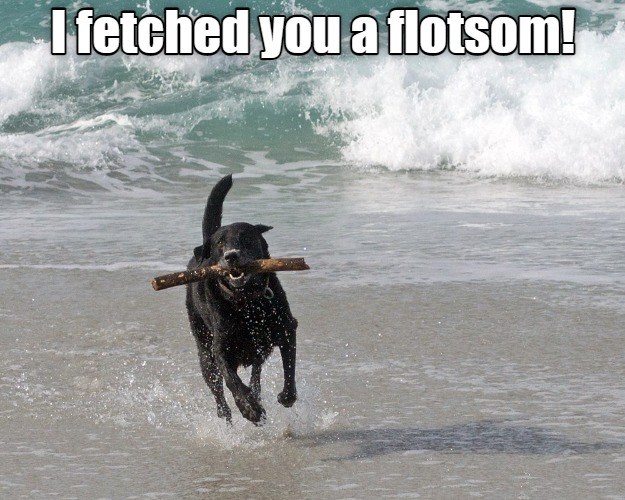 Qwerty - I Has A Hotdog - Dog Pictures - Funny pictures of dogs - Dog ...