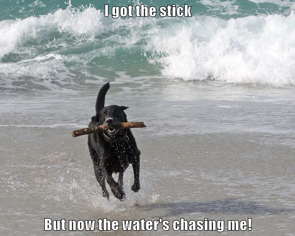 The water's chasing me! - I Has A Hotdog - Dog Pictures - Funny ...