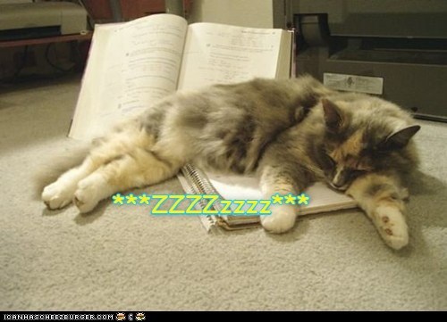 Studying for a big test tomorrow.. - Lolcats - lol | cat memes | funny ...