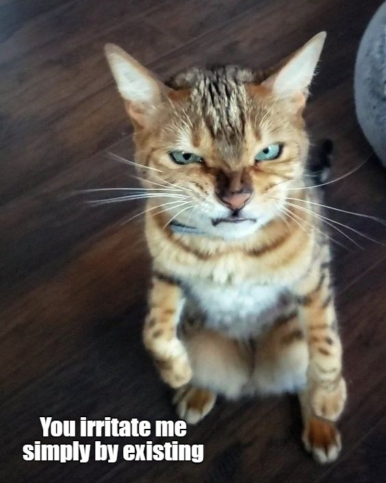 Irritable Cat Syndrome - Lolcats - lol | cat memes | funny cats | funny ...