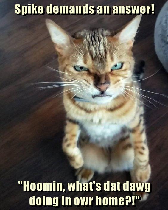 Spike demands an answer! - Lolcats - lol | cat memes | funny cats ...