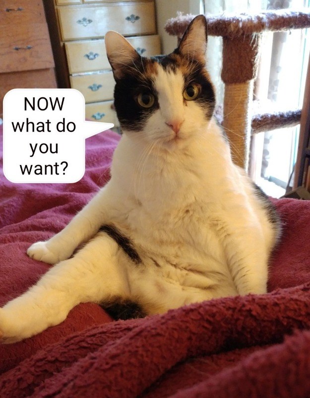 Kitty is tired of your requests - Lolcats - lol | cat memes | funny ...