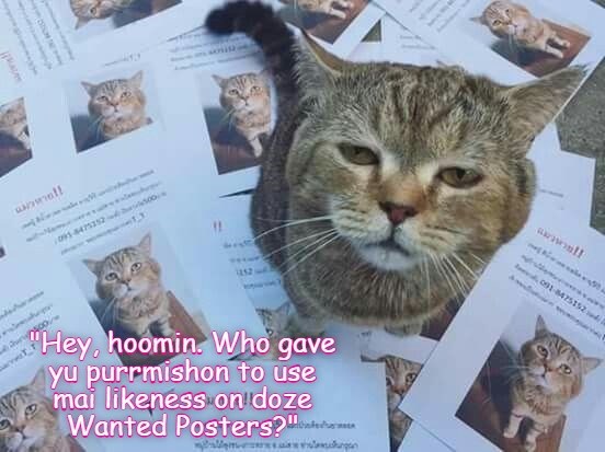 That's a good question. - Lolcats - lol | cat memes | funny cats ...