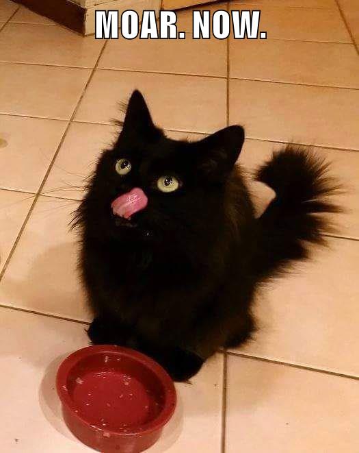 MOAR. NOW. - Lolcats - lol | cat memes | funny cats | funny cat pictures with words on them ...
