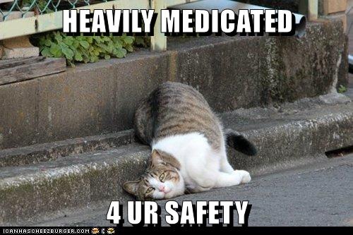 SAFETY FIRST - Lolcats - lol | cat memes | funny cats | funny cat ...