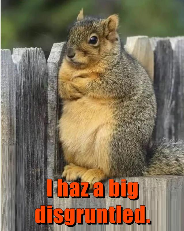 I haz a big disgruntled. - Animal Comedy - Animal Comedy, funny animals ...