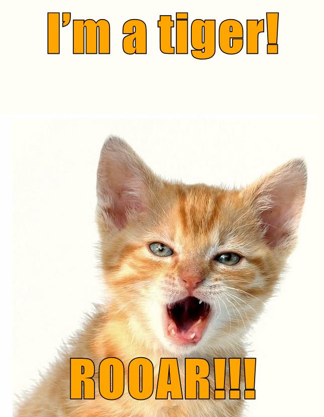 I’m a tiger! - Lolcats - lol | cat memes | funny cats | funny cat ...
