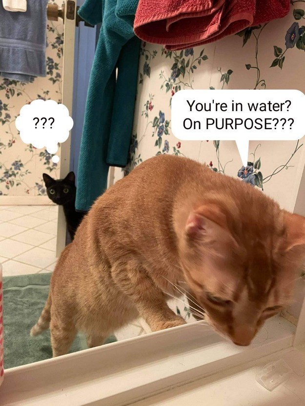 Unbelievable! - Lolcats - lol | cat memes | funny cats | funny cat ...