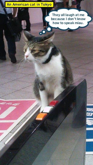 An American cat in Tokyo - Lolcats - lol | cat memes | funny cats ...