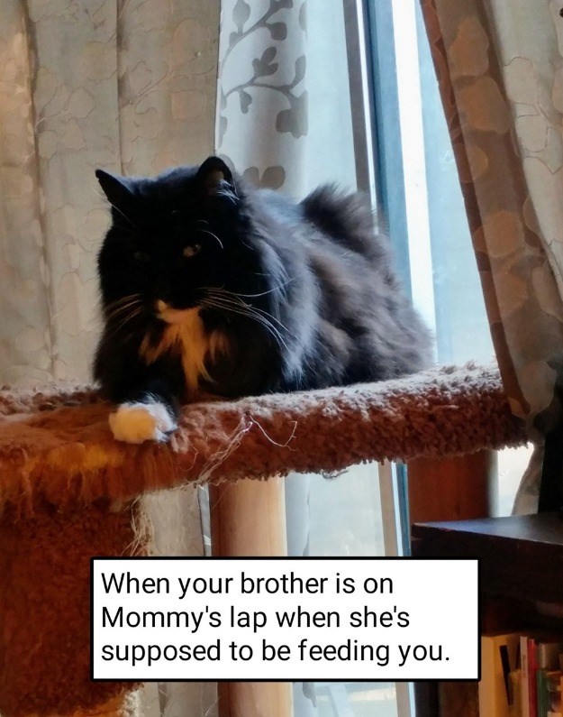 Cat parents know this look - Lolcats - lol | cat memes | funny cats ...