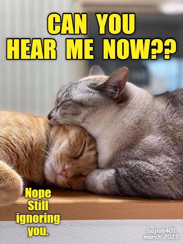 THE ART OF IGNORING - Lolcats - lol | cat memes | funny cats | funny ...