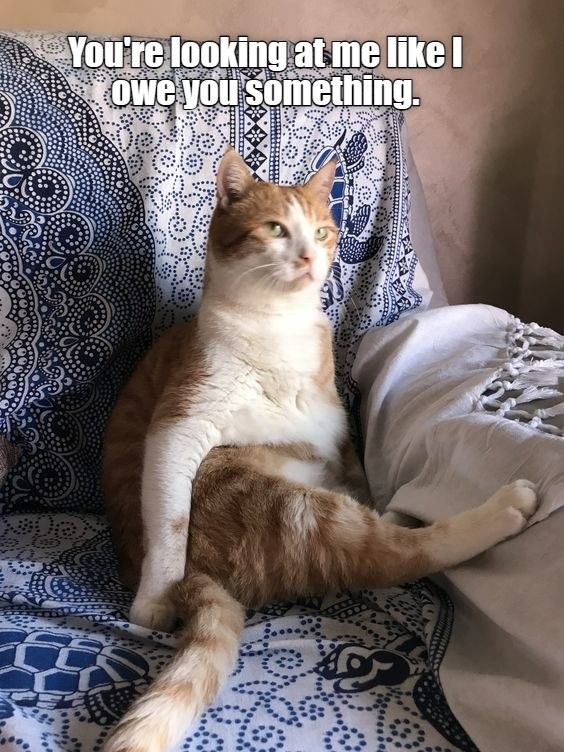 Owe no - Lolcats - lol | cat memes | funny cats | funny cat pictures ...