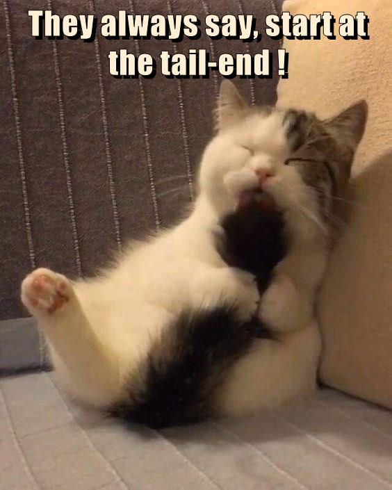 They always say - Lolcats - lol | cat memes | funny cats | funny cat ...