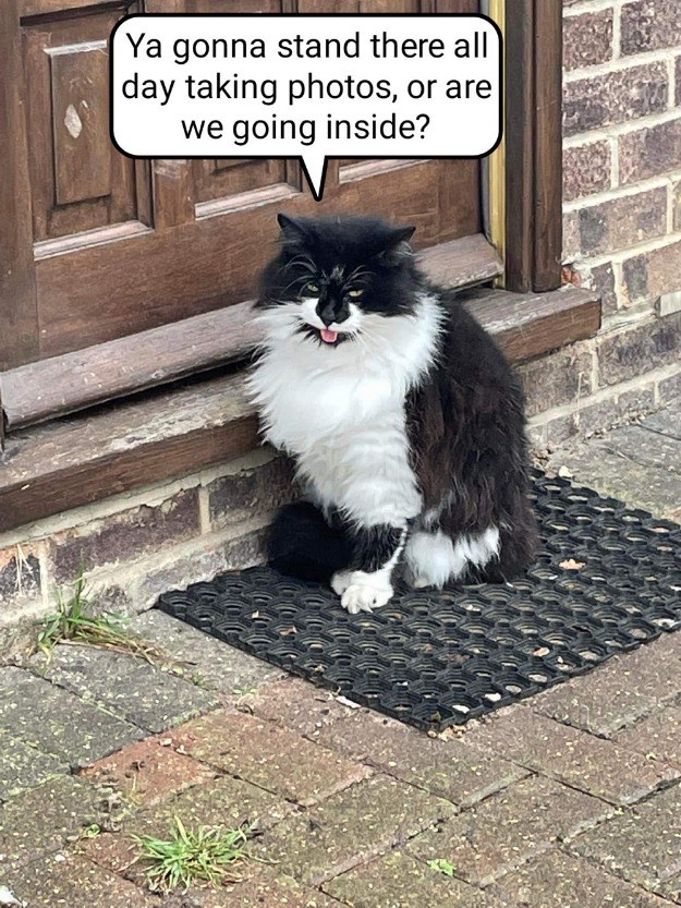 I hassa impatient - Lolcats - lol | cat memes | funny cats | funny cat ...