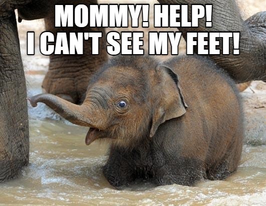 Redo - Animal Comedy - Animal Comedy, funny animals, animal gifs