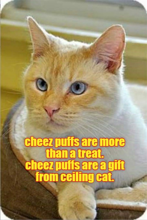 to all good kittehs - Lolcats - lol | cat memes | funny cats | funny ...