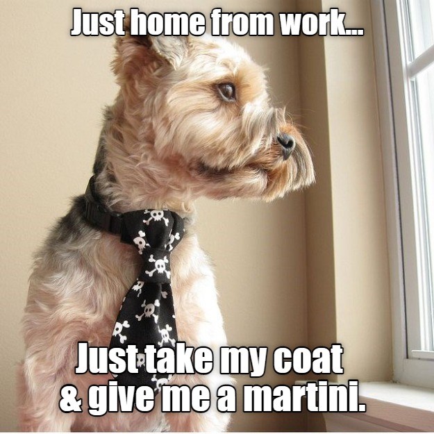 Talk later. Gin now. - I Has A Hotdog - Dog Pictures - Funny pictures ...