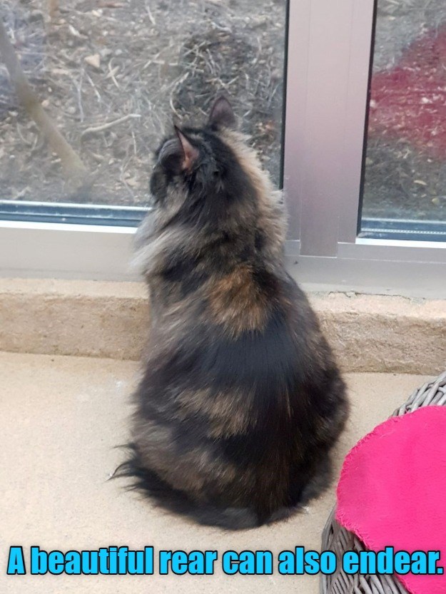 A Beautiful Rear Can Also Endear - Lolcats - lol | cat memes | funny ...