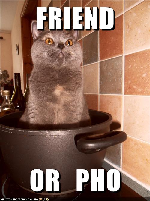FRIEND OR PHO - Lolcats - lol | cat memes | funny cats | funny cat ...
