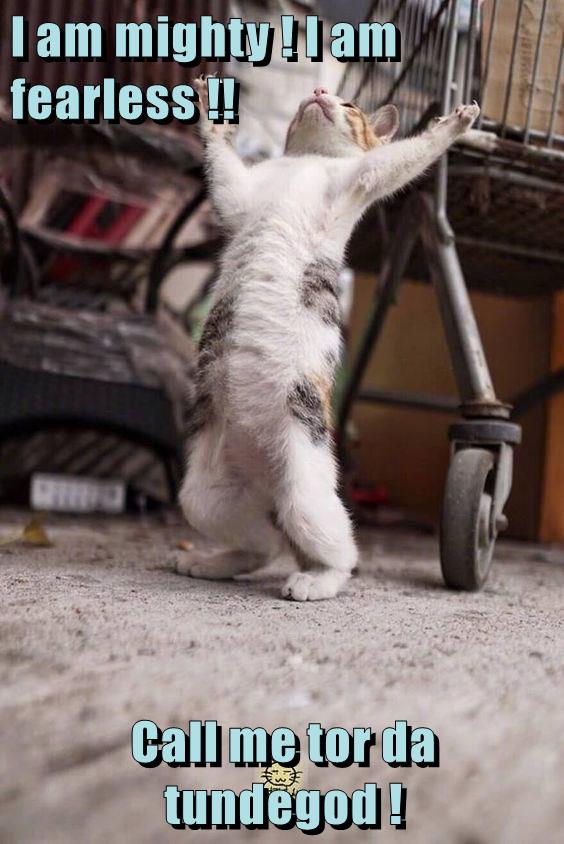 I am mighty ! I am fearless !! - Lolcats - lol | cat memes | funny cats ...