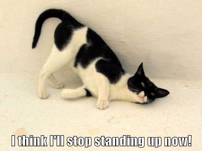 I think I'll stop standing up now! - Lolcats - lol | cat memes | funny ...