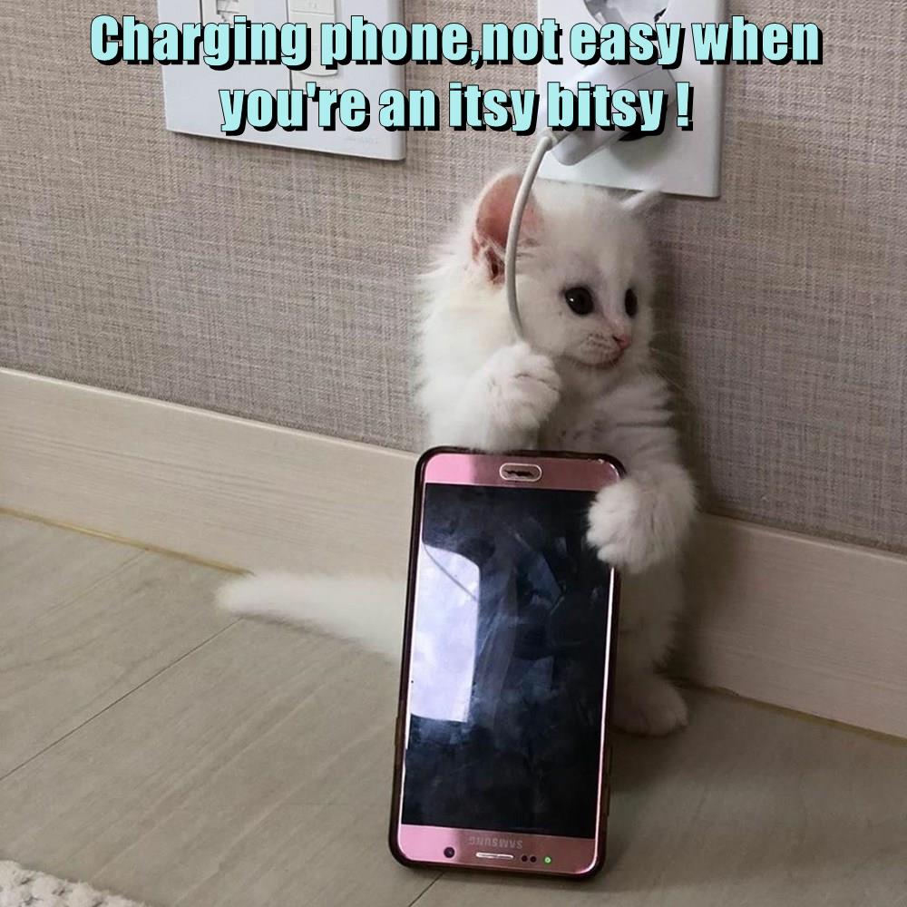 Not easy when you're an itsy bitsy ! - Lolcats - lol | cat memes ...