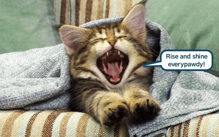 Rise and shine everypawdy! - Lolcats - lol | cat memes | funny cats ...